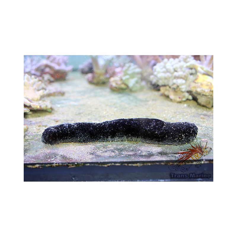 Holothuria (Halodeima) atra Schwarze Seegurke - Groß- und Einzelhande ...