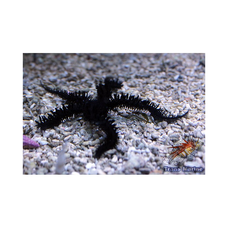 Ophiocoma erinaceus Schwarzer Schlangenstern - Groß- und Einzelhandel ...