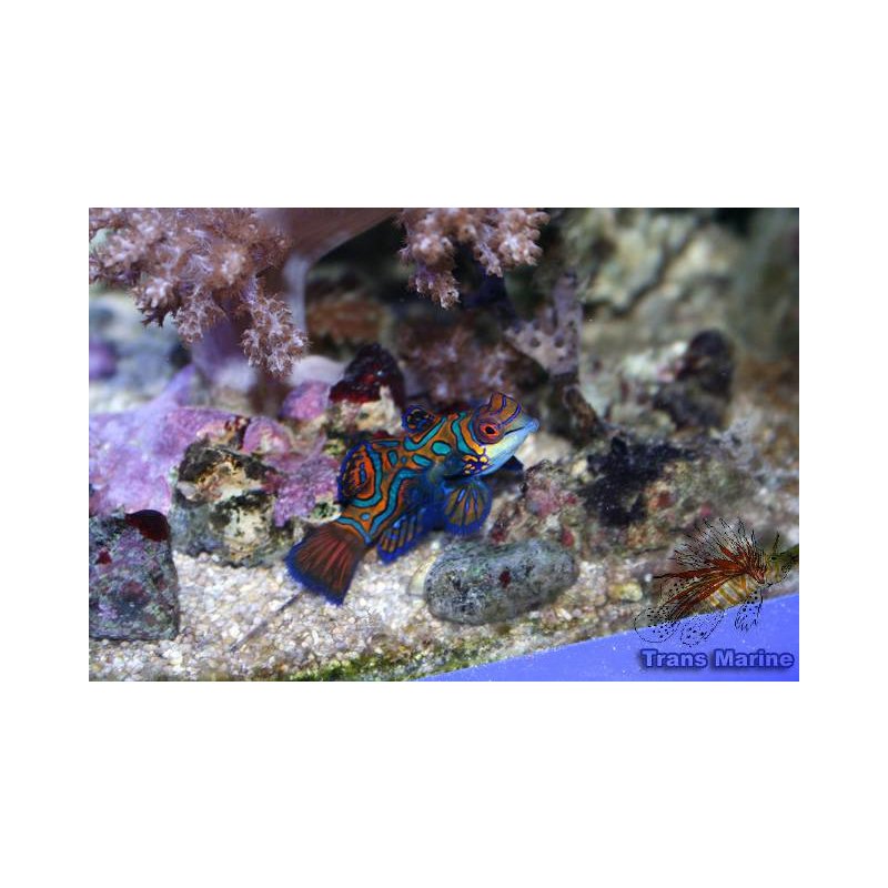 Synchiropus splendidus Mandarinfisch-Leierfisch - Groß- und Einzelhan ...