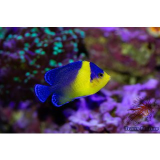 Centropyge venusta Purpurmasken - Zwergkaiserfisch - Groß- und Einzel ...