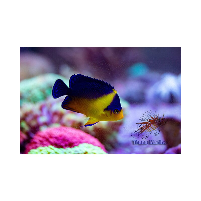 Centropyge venusta Purpurmasken - Zwergkaiserfisch - Groß- und Einzel ...