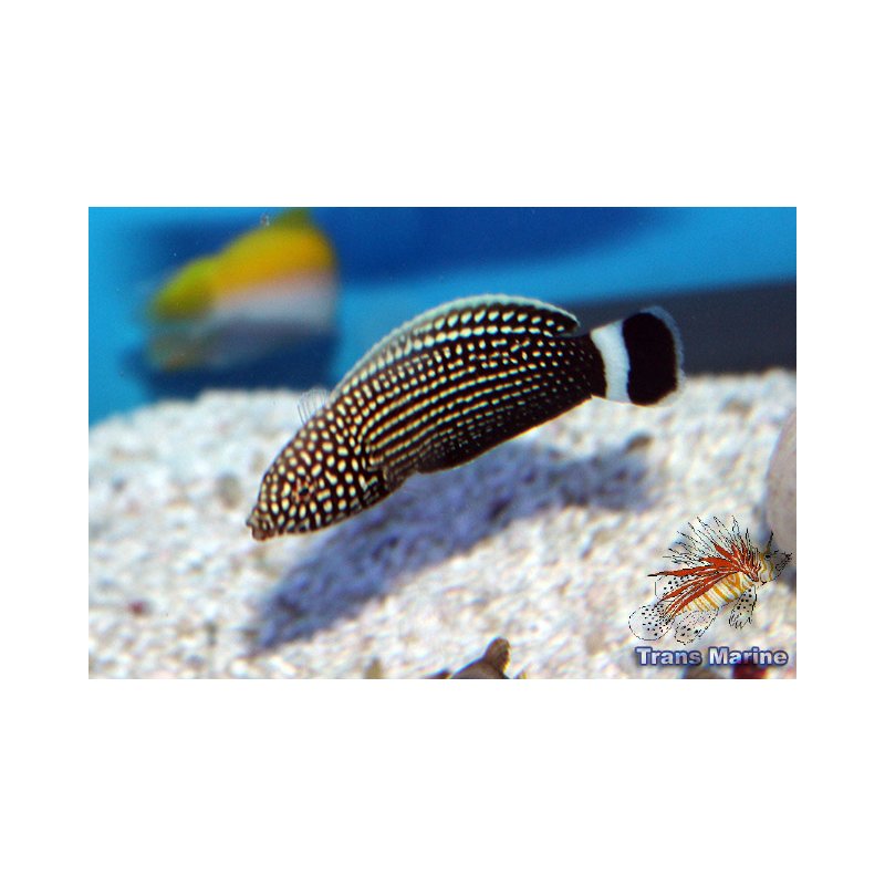 Anampses lineatus Linien-Lippfisch - Groß- und Einzelhandel für Meerw ...