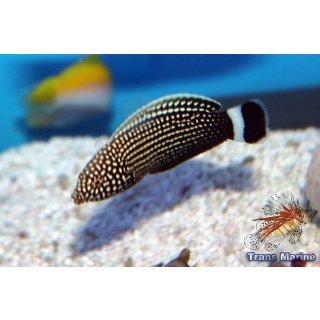 Anampses lineatus Linien-Lippfisch - Groß- und Einzelhandel für Meerw ...