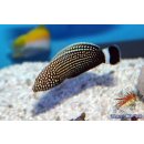 Anampses lineatus Linien-Lippfisch - Groß- und Einzelhandel für Meerw ...