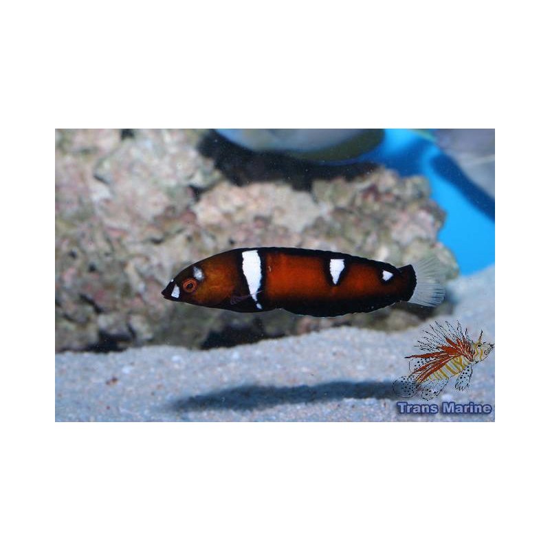 Coris formosa Indischer Clown-Junker, Bijouteriefisch - Groß- und Ein ...