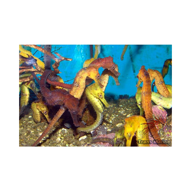 Hippocampus reidi Langschnäuziges Seepferdchen - Groß- und Einzelhand ...