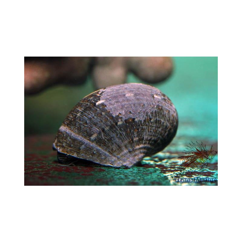 Turbo bruneus Turbanschnecke - Groß- und Einzelhandel für Meerwassera ...