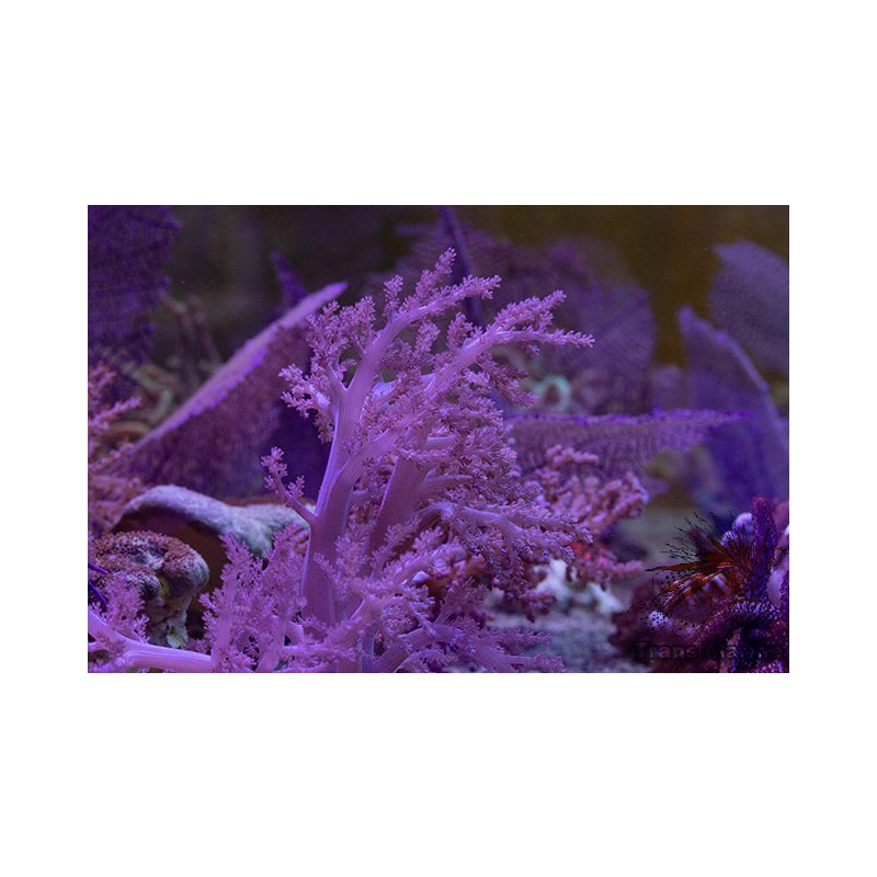 Litophyton sp. Weichkoralle - Groß- und Einzelhandel für Meerwasseraq ...